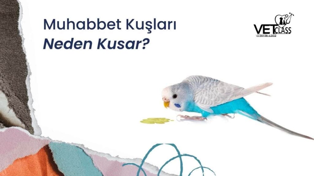 Muhabbet Kuşları Neden Kusar? | Vetclass Kliniği